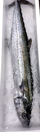 サワラ1入3-4k台約3kg(刺網)【業務用の鮮魚仕入れならウーオ】