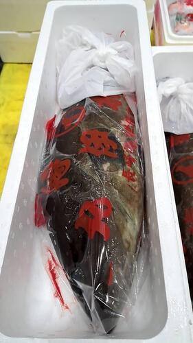 活〆クエ1入約28.3kg(沿岸)【業務用の鮮魚仕入れならウーオ】