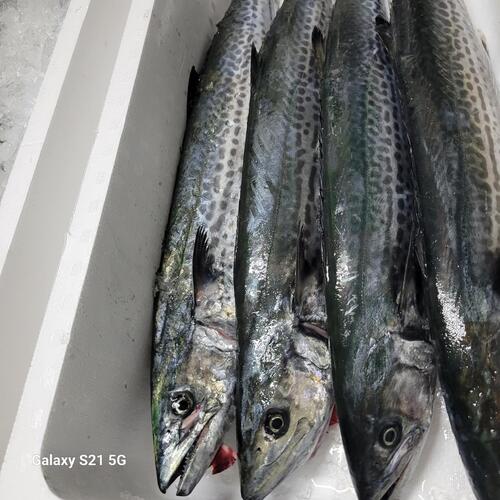 サワラ中1.8～1.85キロ3入約5.4kg【業務用の鮮魚仕入れならウーオ】