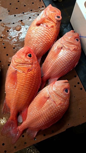 エビスダイ1入約1.7kg【業務用の鮮魚仕入れならウーオ】