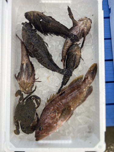 鮮魚BOX約2kg(定置) | UUUO(ウーオ)