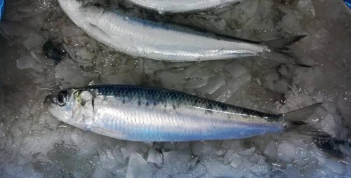 大中羽イワシ70/80g約5kg(沿岸) | UUUO(ウーオ)