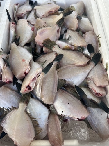 鮮魚BOX約5.5kg(定置)【業務用の鮮魚仕入れならウーオ】