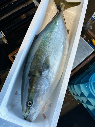 ブリ1入約10kg(定置) | UUUO(ウーオ)