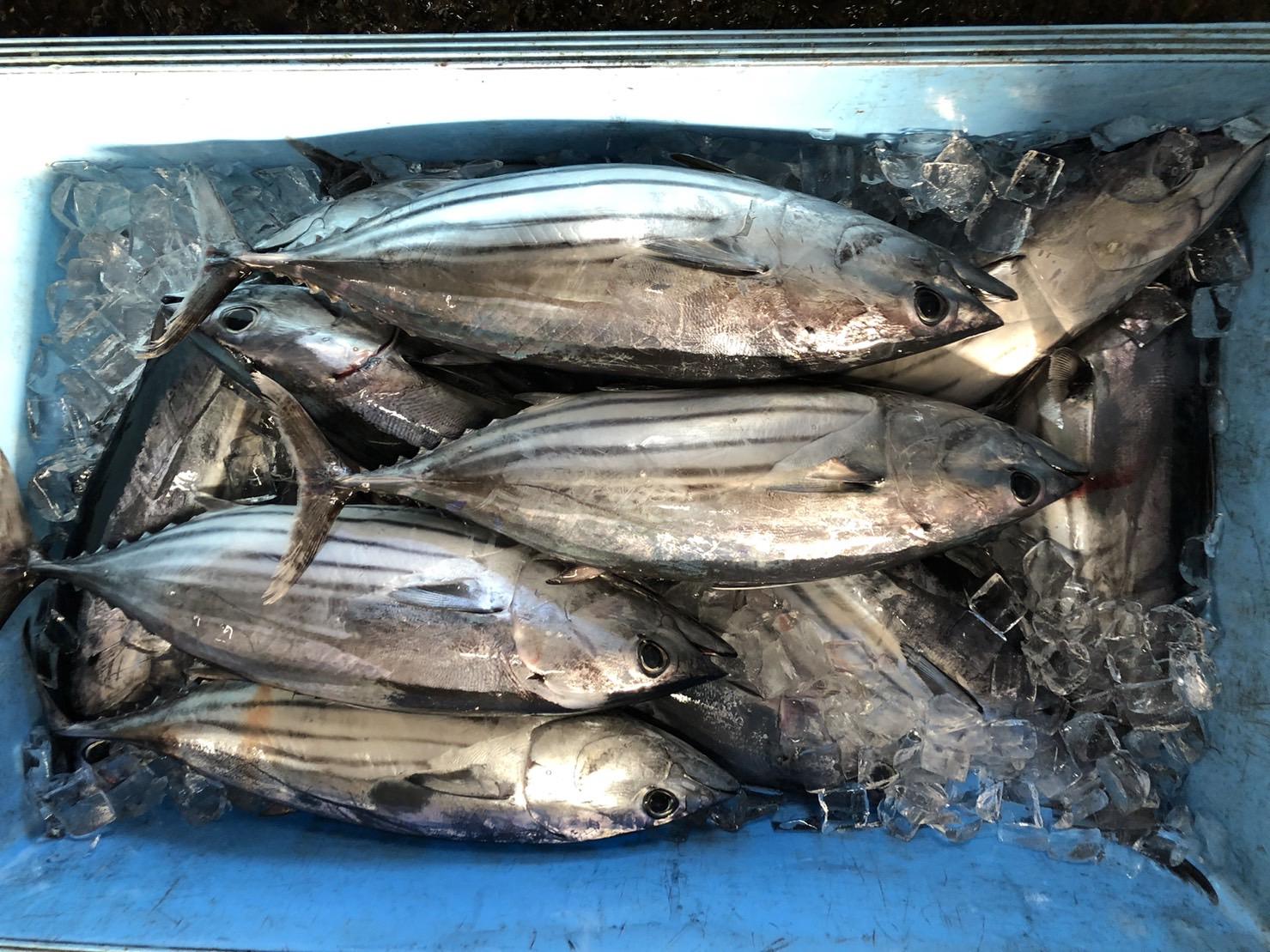 カツオ日戻り夕方競り。2.5〜3.0サイズ3入約8.3kg(釣)【業務用の鮮魚仕入れならウーオ】