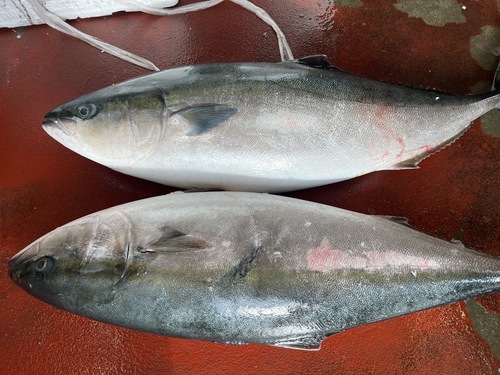 活〆ブリ傷あり1入約12.8kg(定置)【業務用の鮮魚仕入れならウーオ】