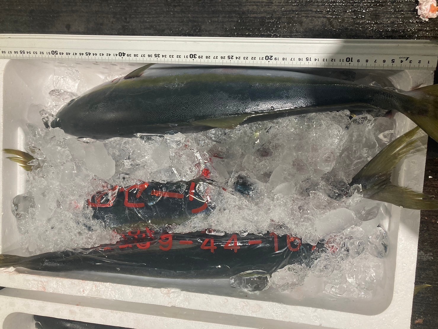 ハマチ9/9.5k4入約9kg(巻網) | UUUO(ウーオ)