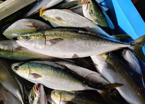 ワラサ4入10-11k約10kg(巻網)【業務用の鮮魚仕入れならウーオ】