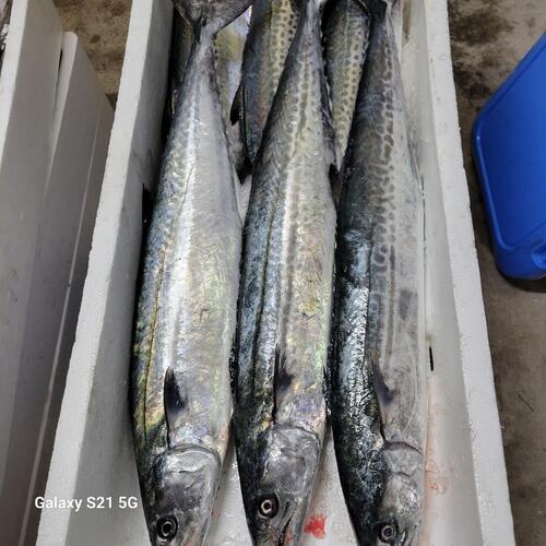 サワラ中1.83キロ～1.84キロ3入約5.49kg【業務用の鮮魚仕入れならウーオ】