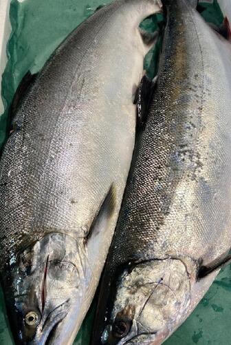 サクラマス(本マス)2.3-2.5k1入約2.3kg(定置)【業務用の鮮魚仕入れならウーオ】