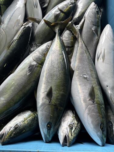 ブリ8/9k1入約8kg(定置)【業務用の鮮魚仕入れならウーオ】