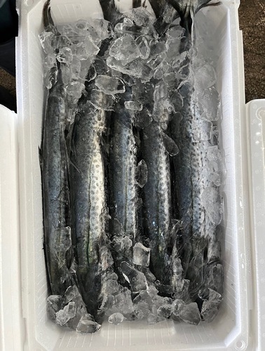 サゴシ5k台6入約5kg(定置)【業務用の鮮魚仕入れならウーオ】