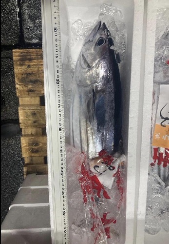 カツオ5/5.5k2入約5kg(釣) | UUUO(ウーオ)