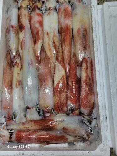 ケンサキイカ2.5段15入約3.8kg(釣) | UUUO(ウーオ)