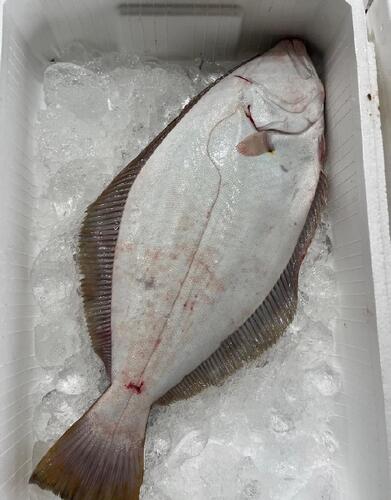 活〆ヒラメ2k台1入約2kg【業務用の鮮魚仕入れならウーオ】