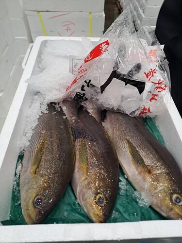 活〆イサキ7/8尾約3kg(釣) | UUUO(ウーオ)