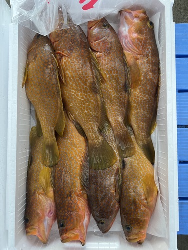 キジハタ8入約4.5kg(釣) | UUUO(ウーオ)