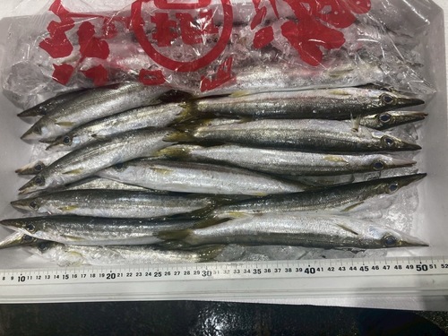 カマス10入約2kg(定置)【業務用の鮮魚仕入れならウーオ】