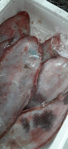 アカシタビラメ6入約2.3kg(底曳)【業務用の鮮魚仕入れならウーオ】