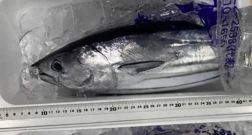 カツオ3/4k1入約3kg(釣)【業務用の鮮魚仕入れならウーオ】