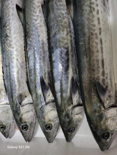 サゴシ5/6入約4.5kg(小網)【業務用の鮮魚仕入れならウーオ】