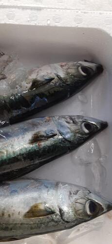 活〆マサバ6入約2kg(釣)【業務用の鮮魚仕入れならウーオ】