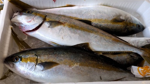 ヒラマサ4入約6kg(定置) | UUUO(ウーオ)