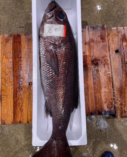 クロムツ3/4k1入約3kg(釣)【業務用の鮮魚仕入れならウーオ】