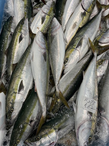 ワラサ12/13k台3入約12kg(沿岸) | UUUO(ウーオ)