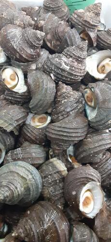 サザエ100g前後約5kg(沿岸)【業務用の鮮魚仕入れならウーオ】