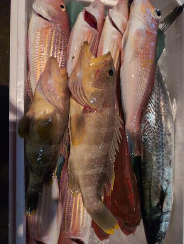 鮮魚BOX11入約4.6kg(釣)【業務用の鮮魚仕入れならウーオ】