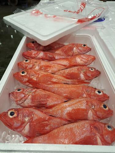 キチジ9〜11入約3kg(刺網)【業務用の鮮魚仕入れならウーオ】