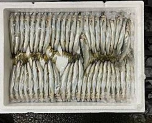 アユ養殖13/15入約1kg(沿岸)【業務用の鮮魚仕入れならウーオ】