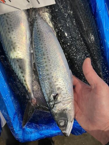 ゴマサバ10入約4.5kg(小網)【業務用の鮮魚仕入れならウーオ】