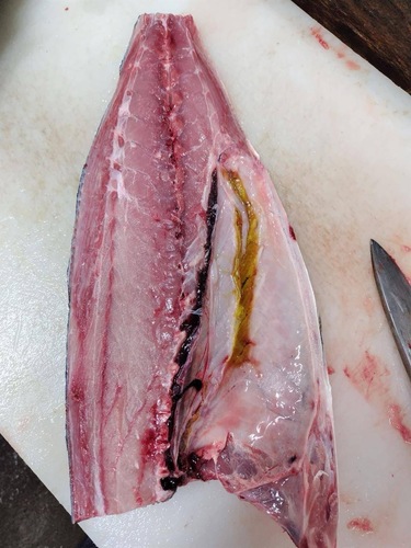 ブリ8/9k1入約8kg(定置)【業務用の鮮魚仕入れならウーオ】