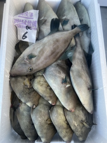 鮮魚BOX約6kg(定置) | UUUO(ウーオ)