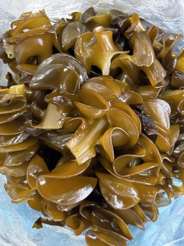 メカブ約3kg(養殖)【業務用の鮮魚仕入れならウーオ】