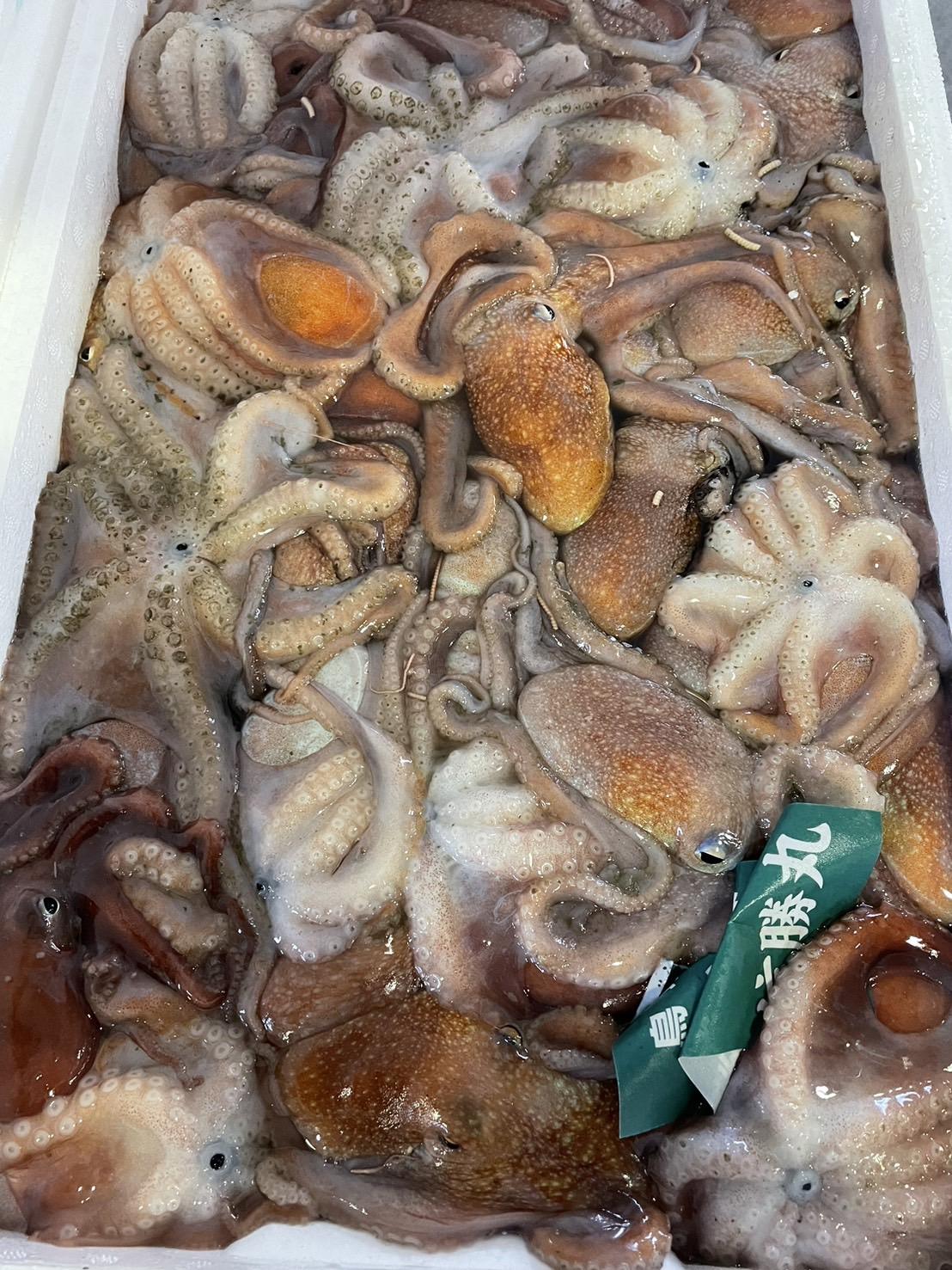 松葉ダコ約8kg(底曳)【業務用の鮮魚仕入れならウーオ】