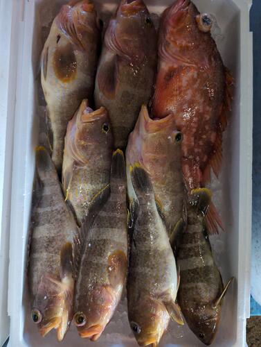鮮魚BOX9入約3.8kg(釣)【業務用の鮮魚仕入れならウーオ】