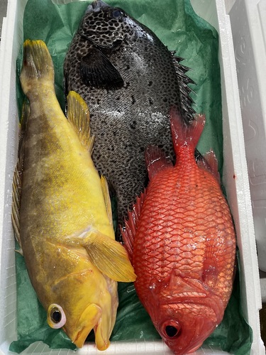 鮮魚BOX8約4.5kg(底曳)【業務用の鮮魚仕入れならウーオ】