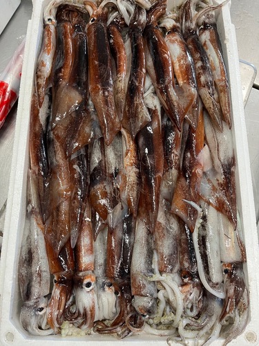 スルメイカ(底曳)【業務用の鮮魚仕入れならウーオ】
