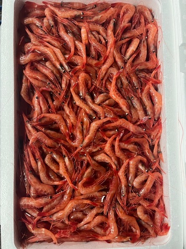 甘エビ中約3.5kg(底曳) | UUUO(ウーオ)