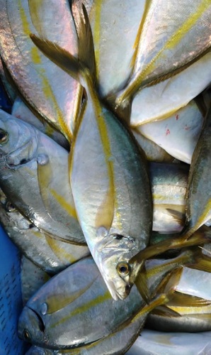 シマアジ8/9尾約4.5k約4.5kg(定置)【業務用の鮮魚仕入れならウーオ】