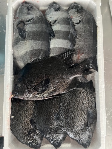 鮮魚BOX活〆約5.3kg(定置)【業務用の鮮魚仕入れならウーオ】