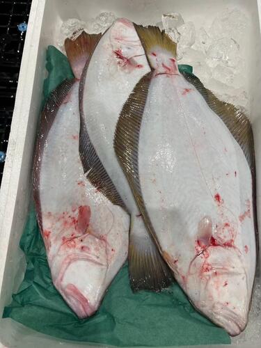 イシガレイ3k台2/3入約3kg(沿岸)【業務用の鮮魚仕入れならウーオ】