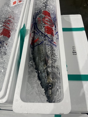 サワラ3〜4k1入約3kg(定置)【業務用の鮮魚仕入れならウーオ】