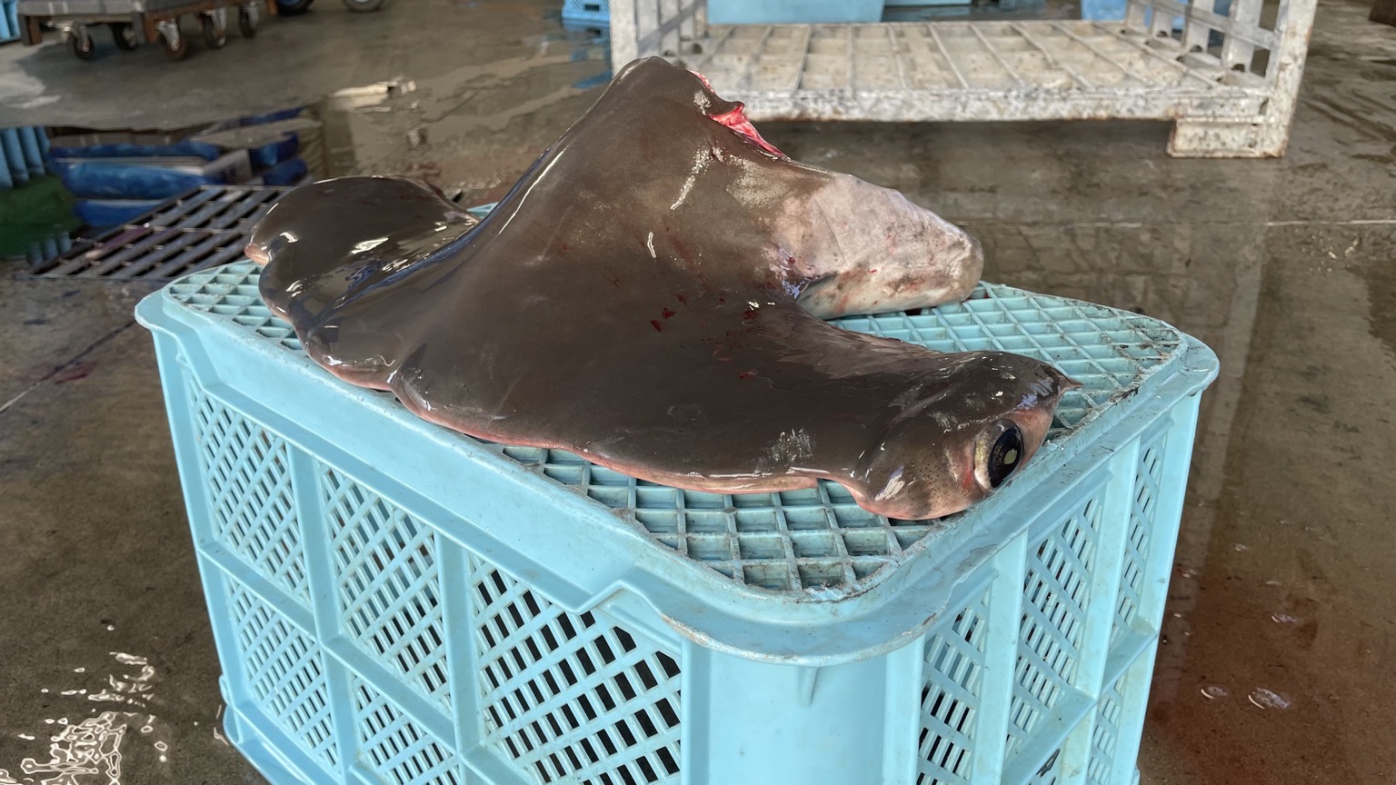 アカシュモクザメ頭1入約3kg(沿岸)【業務用の鮮魚仕入れならウーオ】
