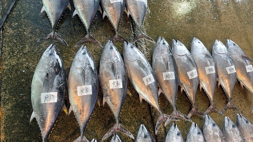 メジマグロ1入約8kg(定置)【業務用の鮮魚仕入れならウーオ】