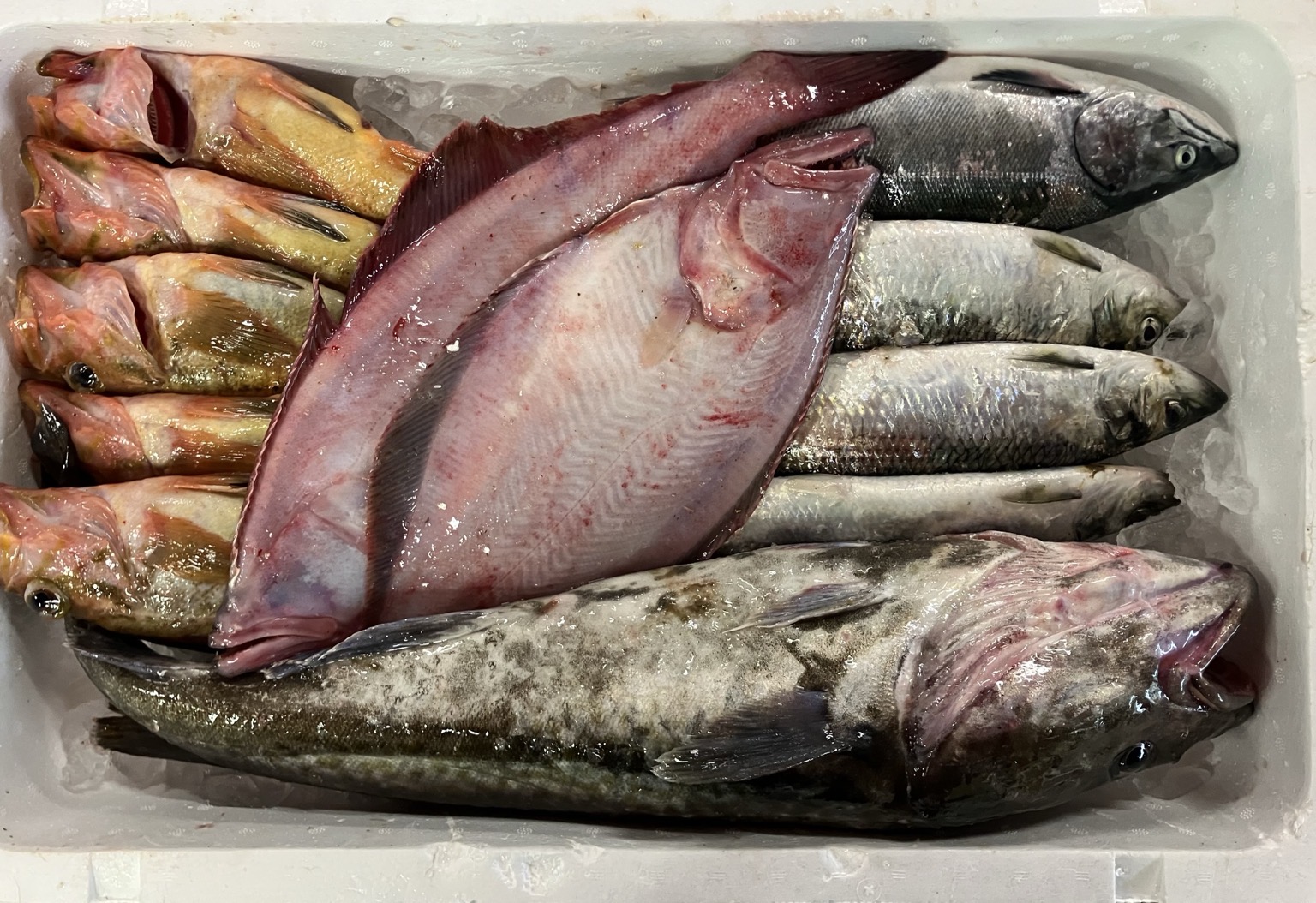 鮮魚BOX約5kg(刺網)【業務用の鮮魚仕入れならウーオ】