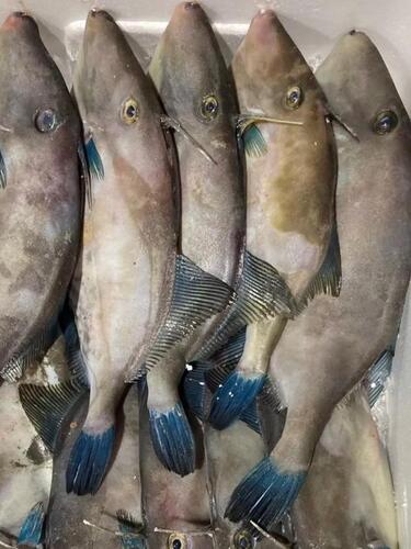 ウマヅラハギ8/10入約3kg(沿岸)【業務用の鮮魚仕入れならウーオ】